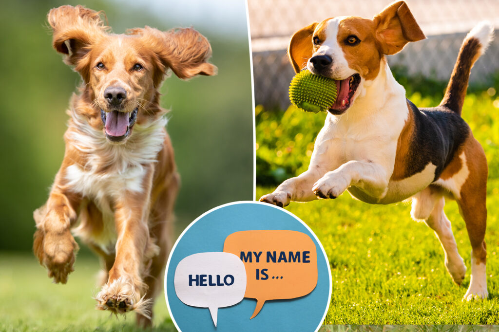 Chewy Unveils Top Dog Names for 2025: Bella Leads the Pack ...
