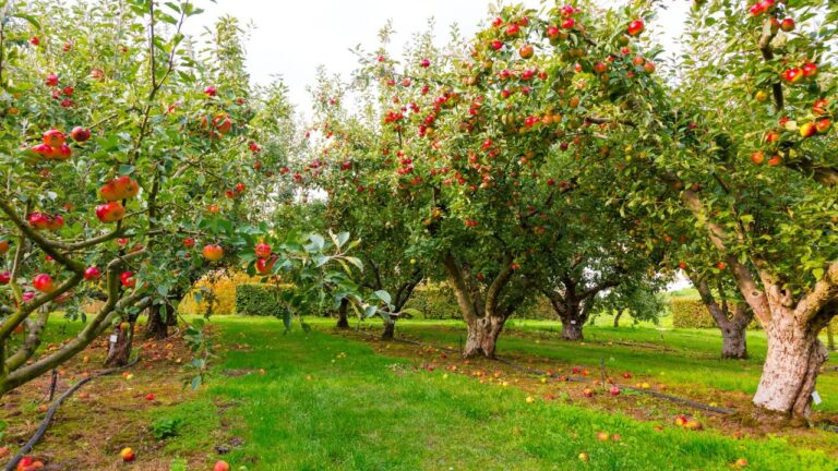 Discover Your Birth Month Fruit Tree: A Guide to Seasonal Trees ...